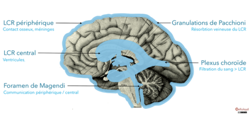 La respiration yogique et le liquide céphalo-rachidien – Yoga : lumière ...